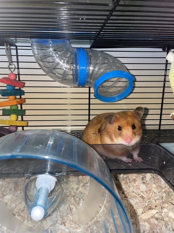 MIDWEST CritterVille Brisby Loft Hamster Home, Large - Chewy.com