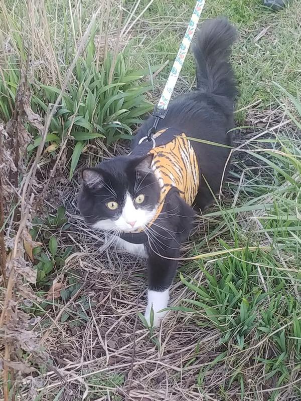 KITTY HOLSTER Cat Harness, Tiger Stripe, Small/Medium - Chewy.com