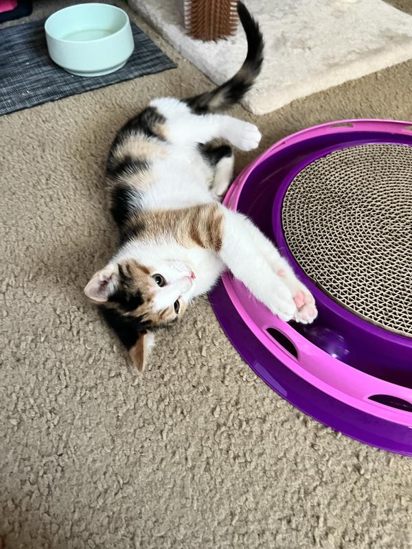 FRISCO Scratch & Roll Scratcher Cat Toy with Catnip, Purple - Chewy.com