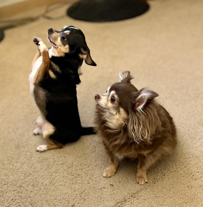 NUTRAMAX Dasuquin Hip & Joint Chewable Tablets Joint Supplement for ...