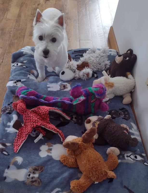 KONG Shakers Honkers Dragon Squeaky Plush Dog Toy, Small - Chewy.com