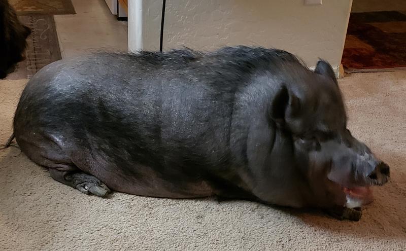 KALMBACH FEEDS Squeals of Joy Mini Pig Food, 25-lb bag, bundle of 2 ...