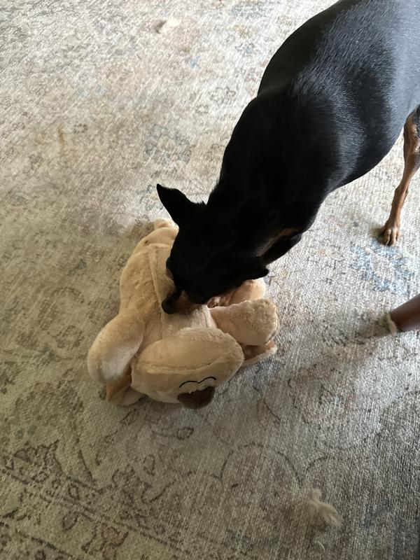 PETS KNOW BEST HuggiePup Plush Dog Toy, Chocolate - Chewy.com