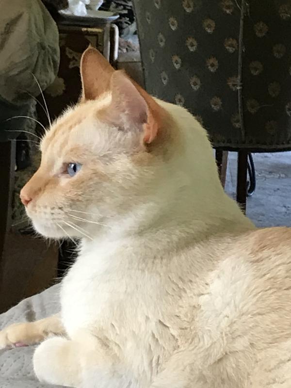 BEXACAT Flavored Tablets for Cats, 15mg, 90 count - Chewy.com