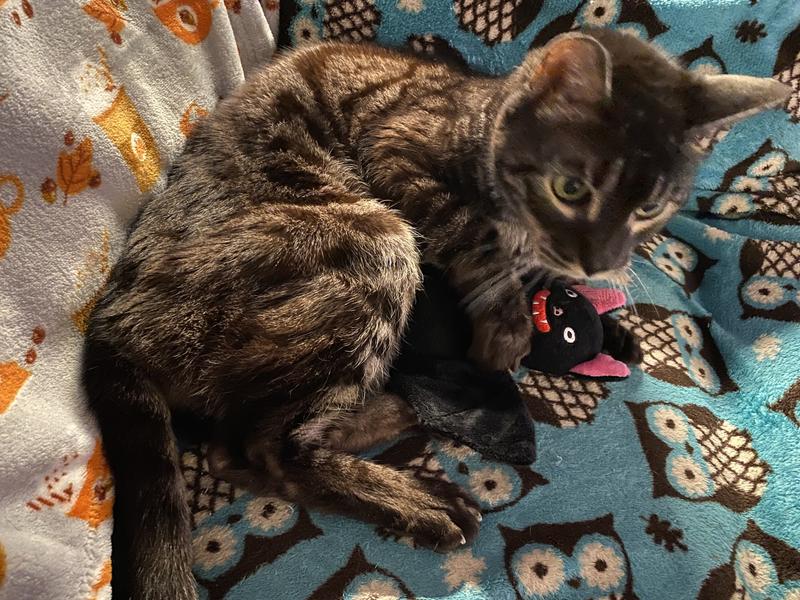 Discontinued - FRISCO Halloween Bat Plush Cat Toy with Catnip - Chewy.com