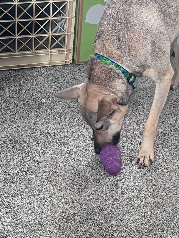 Discontinued - PETSAFE Busy Buddy Squirrel Dude Treat Dispenser Tough ...