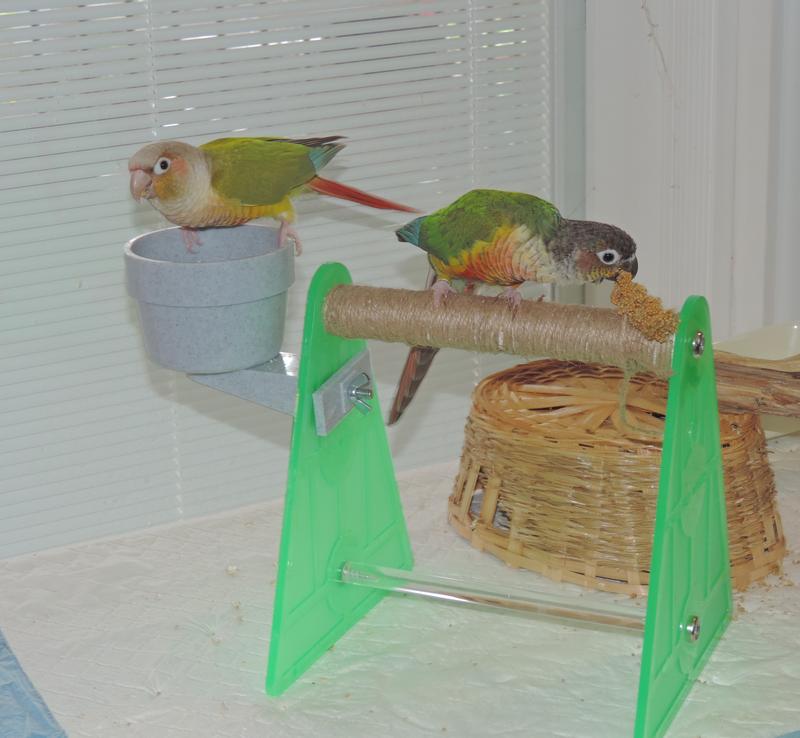 POLLY'S PET PRODUCTS Portable Bird Stand, Large - Chewy.com
