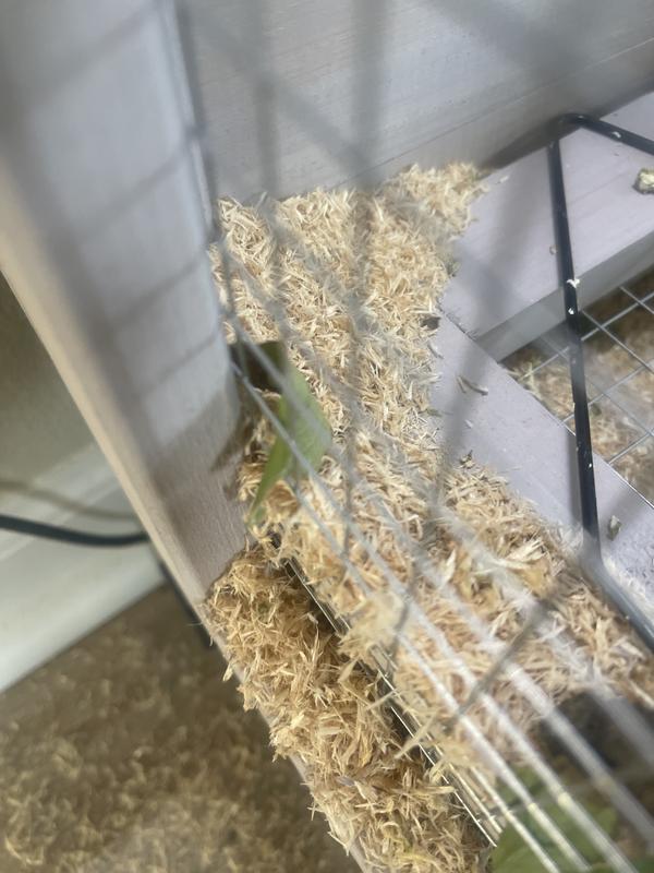 Out of Stock - TRIXIE Natura 2-Story Aviary Bird Cage - Chewy.com