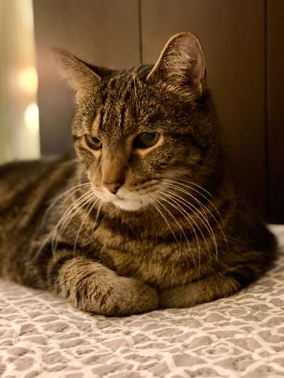 HOMEOPET Liver Rescue Homeopathic Medicine for Liver Disease for Birds ...