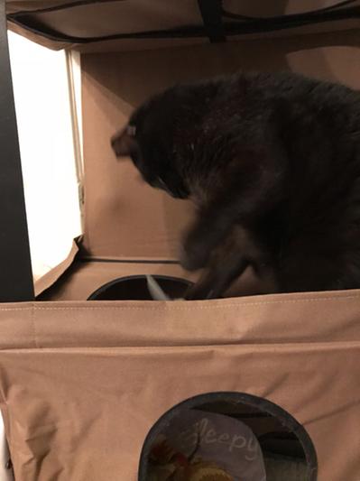 K&H PET PRODUCTS Hangin' Feline Funhouse Cat Condo Door Mounted Cat ...