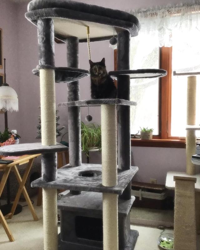 FRISCO 65-in XXL Heavy Duty Cat Tree, Cream - Chewy.com