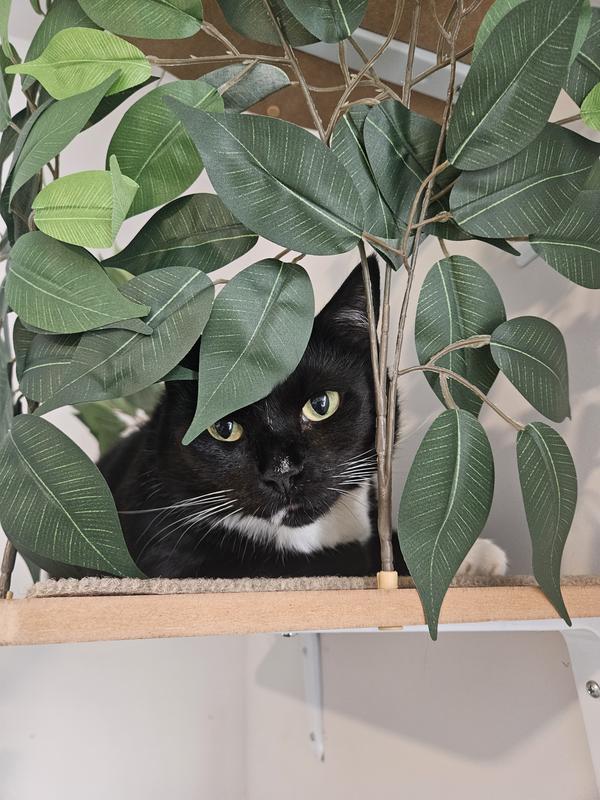 ON2PETS Cat Canopy Wall Shelves, Curve, 2 count - Chewy.com