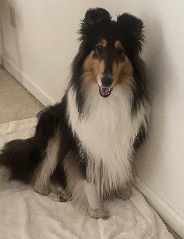 INCURIN (Estriol) Tablets for Dogs, 1-mg, 90 tablets - Chewy.com