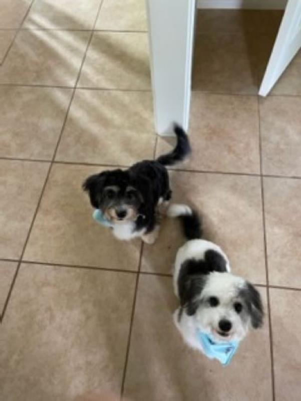 THREE DOG BAKERY Soft Baked Assort-Mutt Trio with Oats & Apple Flavor ...