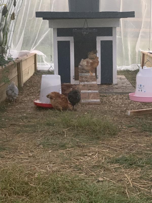 NUTRENA NatureWise Nourishing Layer 18% Protein Bits Chicken Feed, 30 ...