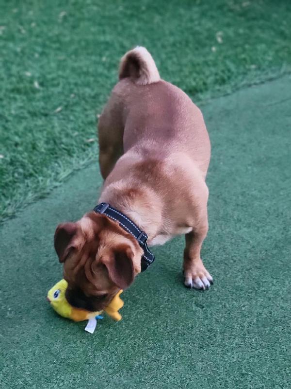 BARK The Groupers 3-in-1 Squeaky Plush Dog Toy - Chewy.com