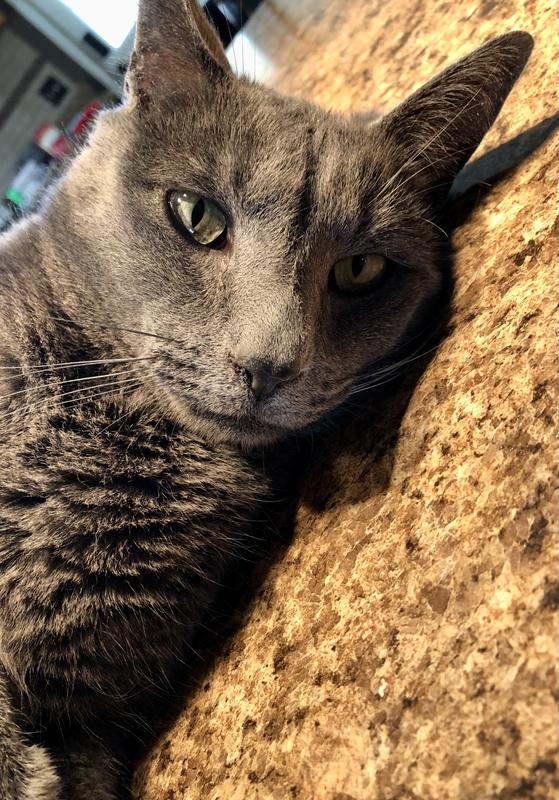 LACTULOSE (Generic) Oral Solution, 10g/15mL, 32-oz - Easy Refills ...