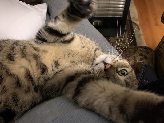 PRODEN Plaque Off System Crunchy Bites Salmon Flavor Cat Dental Treats ...