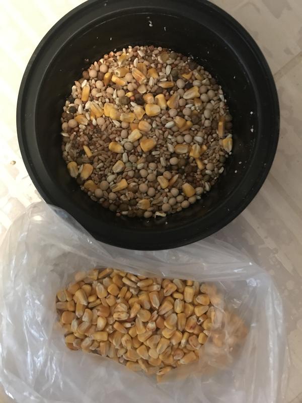 VERSELE-LAGA Classic Pigeon Food Blends Racing Pigeon Food, 50-lb bag ...