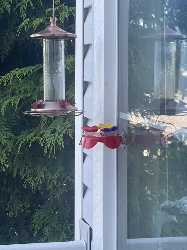 ZUMMR Hummingbird Ring Bird Feeder Starter Kit - Chewy.com