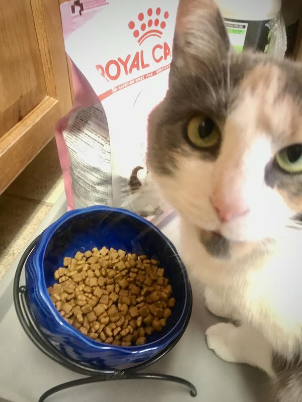 ROYAL CANIN Feline Health Nutrition Kitten Dry Cat Food, 7-lb bag ...