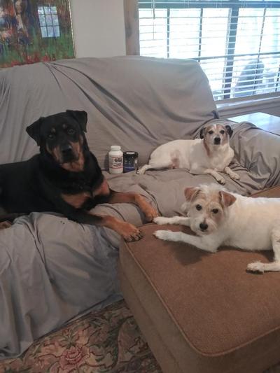 PEAKTAILS Arthrix Hip & Joint Plus HA Dog Supplement, 90 count - Chewy.com