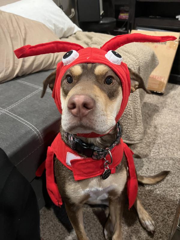 Discontinued - FRISCO Red Lobster Dog & Cat Costume, Medium - Chewy.com