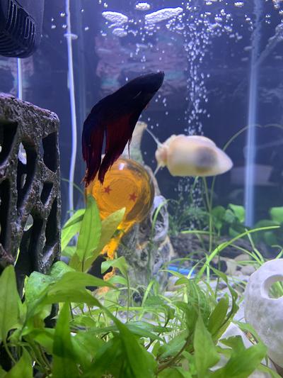 API CO2 Booster Freshwater Aquarium Plant Care Treatment, 16-oz bottle ...