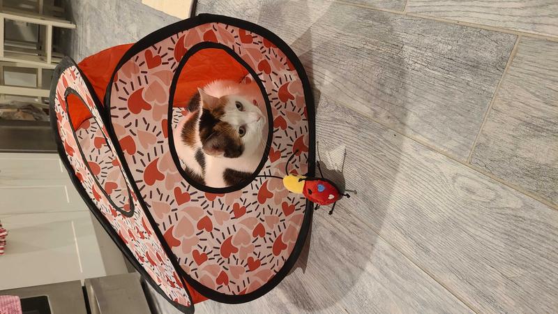 Temporarily Unavailable - FRISCO Valentine Love Bug Pop-Up Tent Cat Toy ...