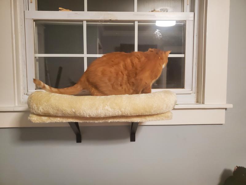 FRISCO Plush Cat Window Perch with Removable Bolster - Chewy.com