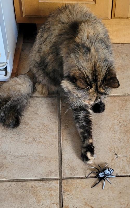 PLAYOLOGY Spider Teaser-Wands Cat Toy, Multicolor - Chewy.com