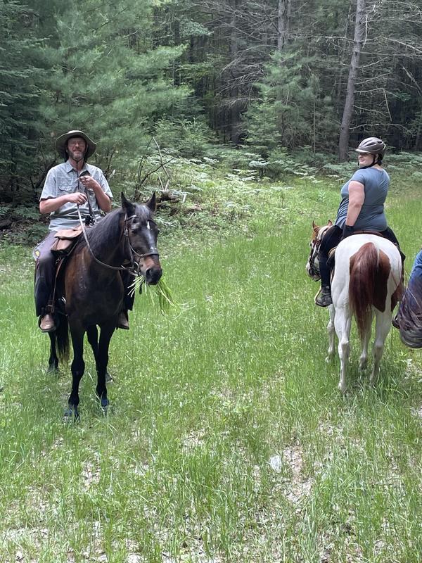 PERGOLIDE COMPOUNDED Powder Apple Flavored for Horses, 1-mg/1.25CC, 100 ...