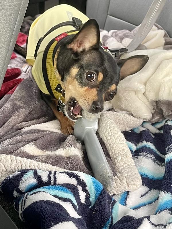 BULLYMAKE Nylon Hammer Hard Chew Dog Toy, Silver - Chewy.com