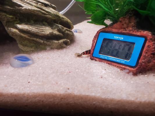 Discontinued - HIKARI Sinking Wafers Bottom Feeders Fish Food, 3.88-oz ...