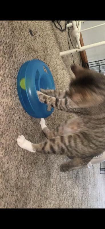 FAT CAT Crazy Circle Cat Toy, Small - Chewy.com