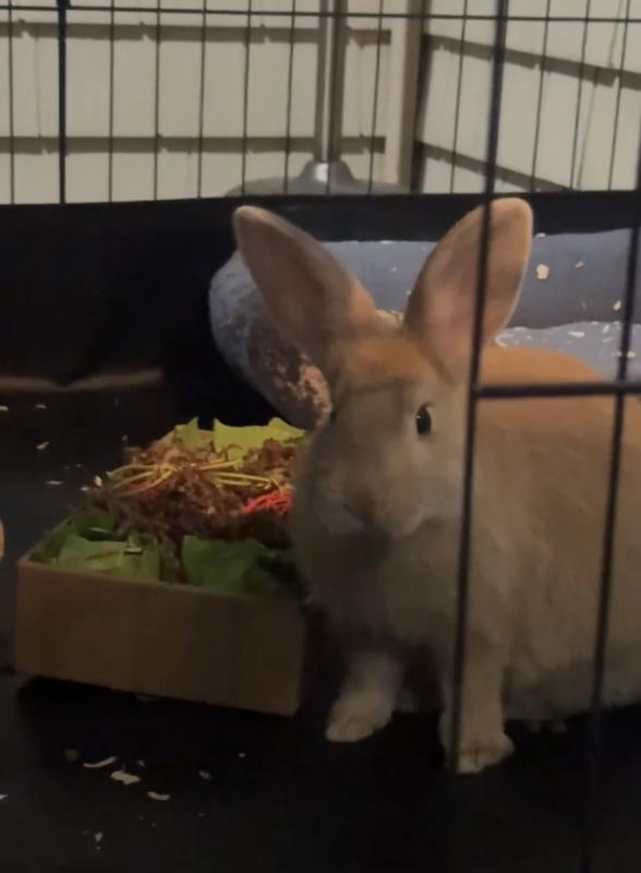 OXBOW Animal Health Enriched Life Garden Dig Box Small Animal Toy ...