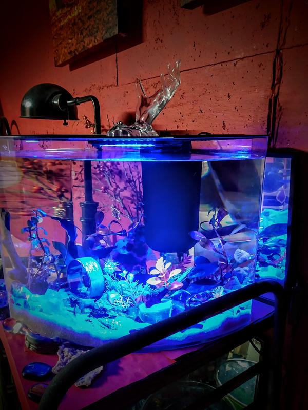 GLOFISH Aquarium Starter Kit, 3-gal - Chewy.com