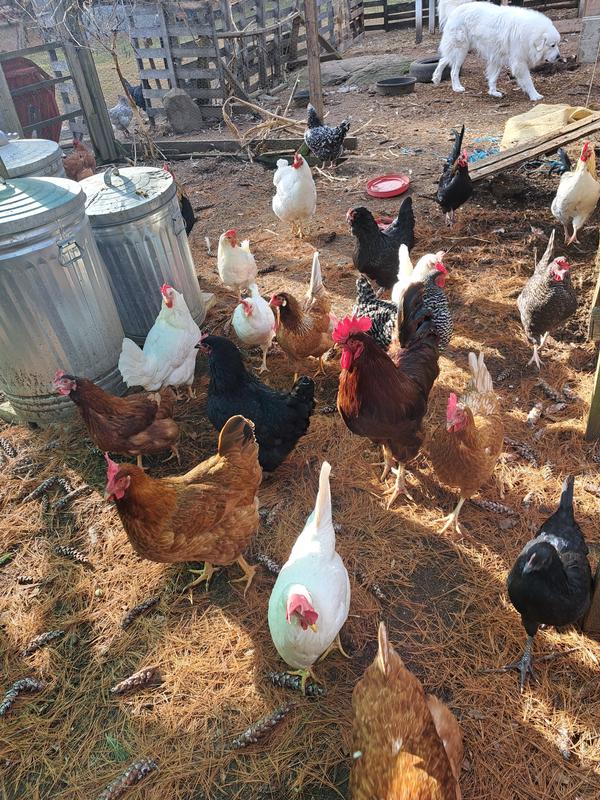 NUTRENA NatureWise Layer 16% Protein Pellet Chicken Feed, 50-lb bag ...