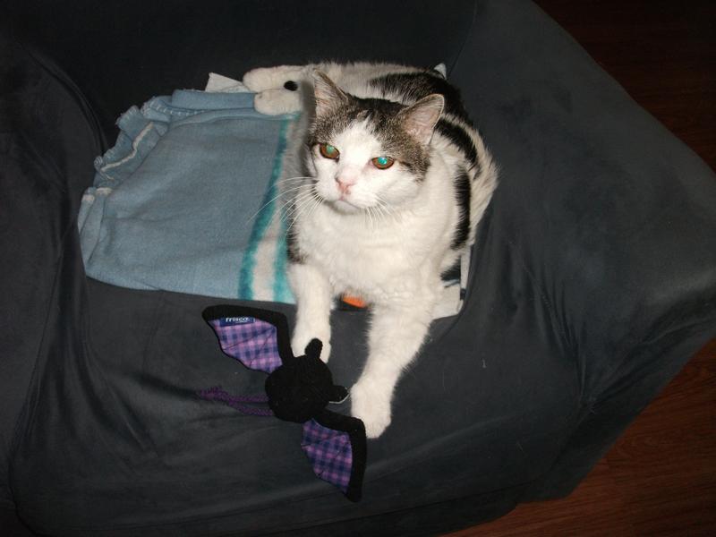 FRISCO Halloween Cutie Bat Plush Cat Toy with Silvervine & Catnip ...