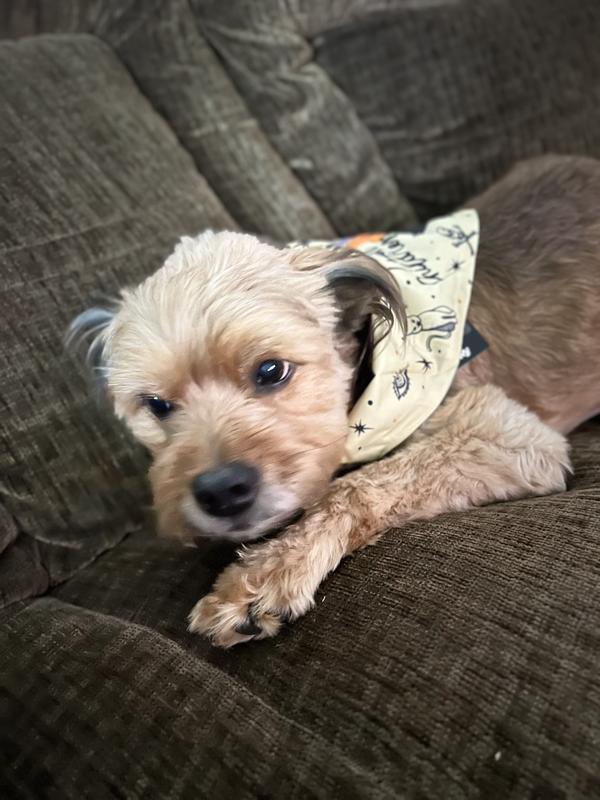 Out of Stock - DISNEY Hocus Pocus Reversible Dog & Cat Bandana, Medium ...