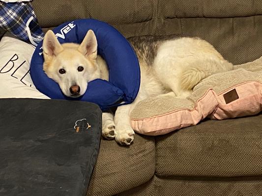 VETCLASSICS CAS Options Extra Strength Immune & Antioxidant Support ...