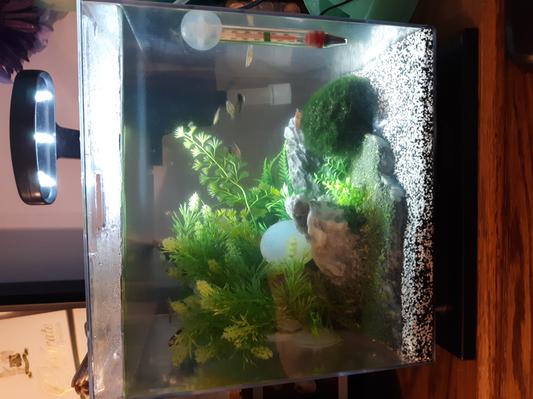 TETRA LED Cube Kit Fish Aquarium, 3-gal - Chewy.com