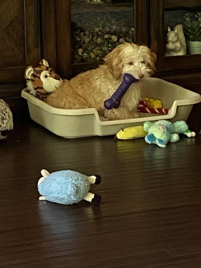 PUPPY PAN Dog, Cat & Small Animal Litter Pan, Gray, Large - Chewy.com