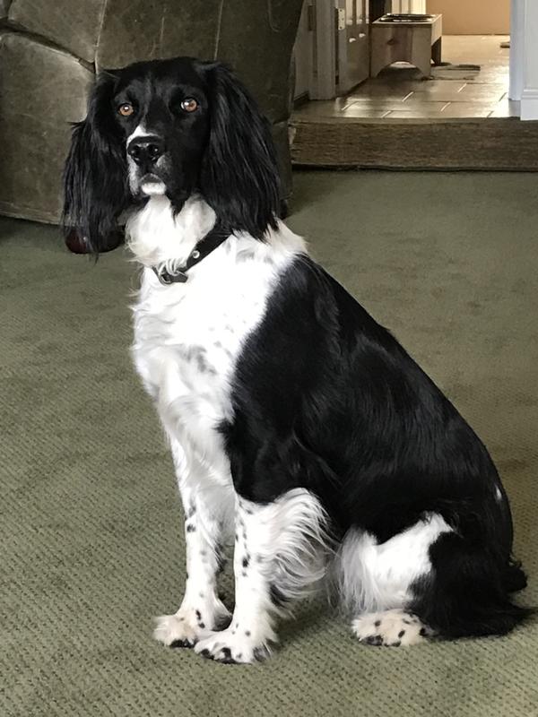 PURINA PRO PLAN Sport Performance All Life Stages High-Protein 30/20 ...