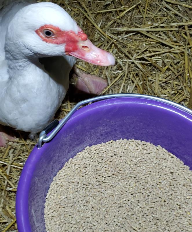 NUTRENA Country Feeds Duck Feed, 50-lb bag - Chewy.com