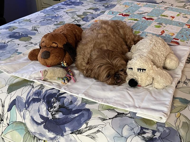 SNUGGLE PUPPY Original Snuggle Puppy Plush Dog Behavioral Aid Anxiety ...