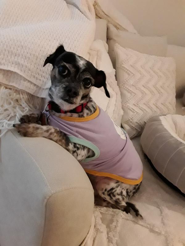 DAVIS Benzoyl Peroxide Dog & Cat Shampoo, 2 count - Chewy.com