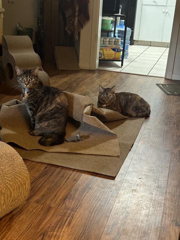 SNUGGLYCAT Ripple Rug Cat Activity Play Mat, Oatmeal White - Chewy.com