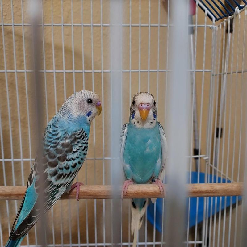 PENN-PLAX Bird-Life Natural E Cuttlebones Bird Supplement, 2 count ...