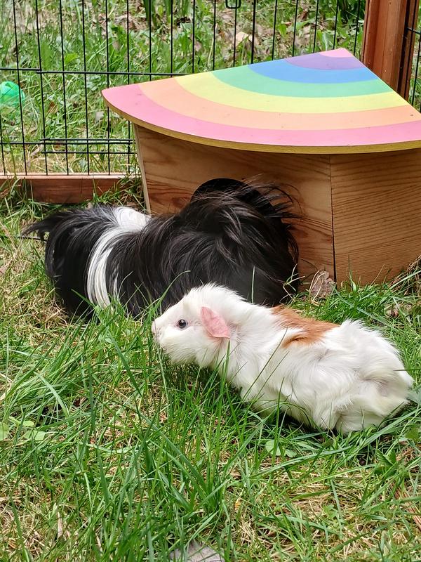 OXBOW Natural Science Joint Support Small Animal Supplement, 60 count ...